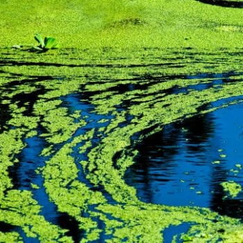 Biofilm And Algae Control In Australia